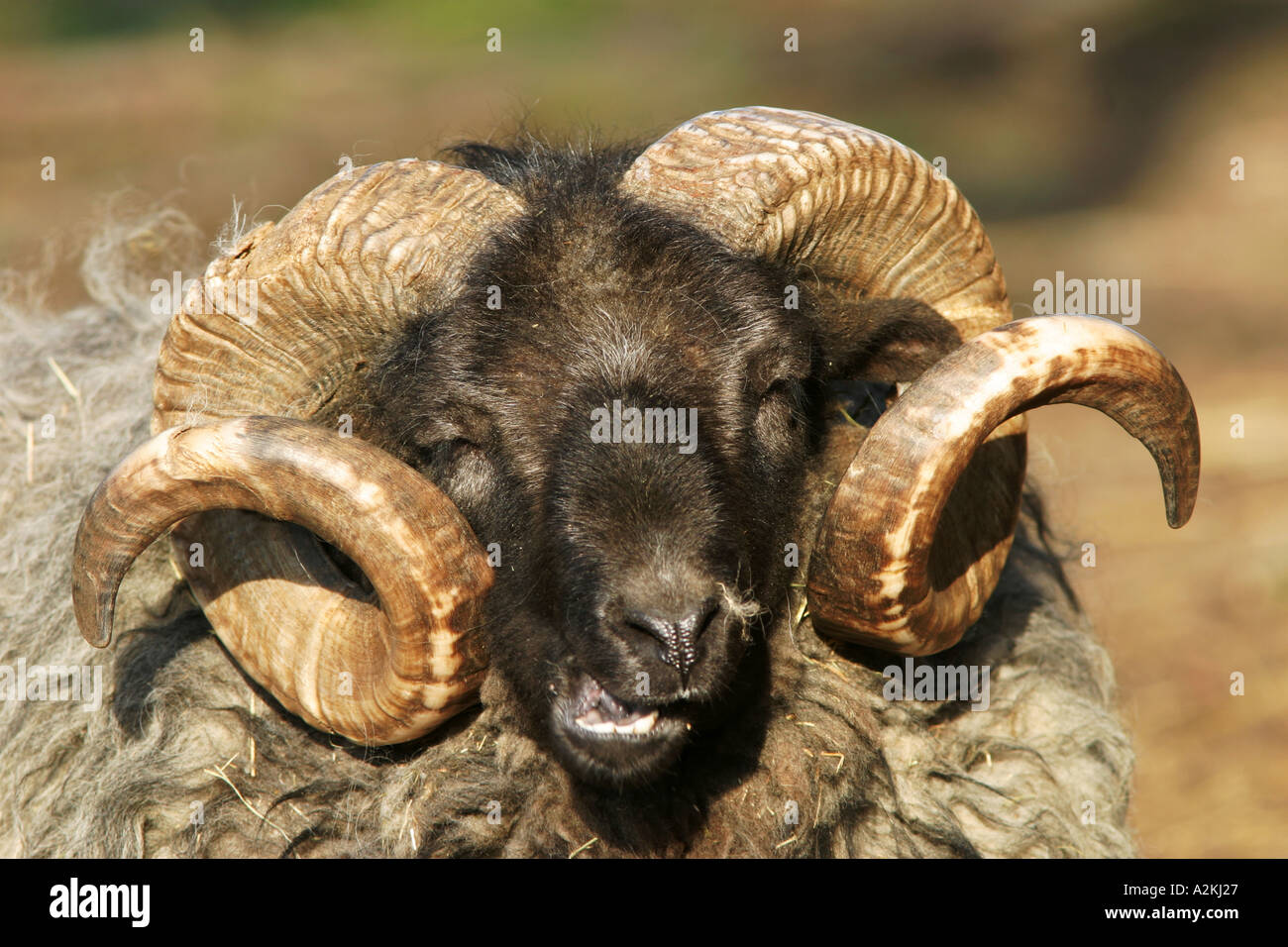 Skudde sheep immagini e fotografie stock ad alta risoluzione - Alamy