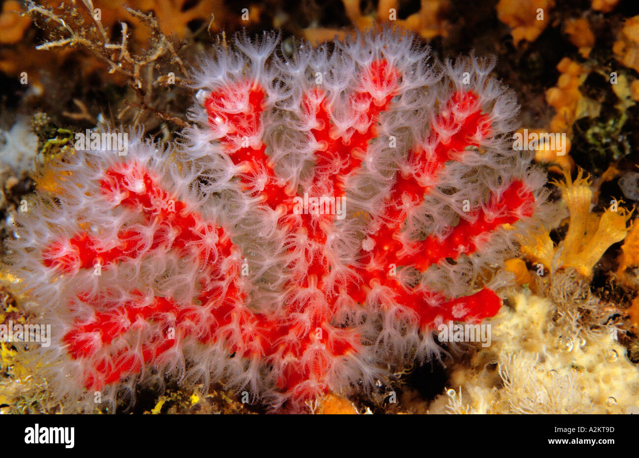 Corallo rosso, Corallium rubrum Foto stock - Alamy