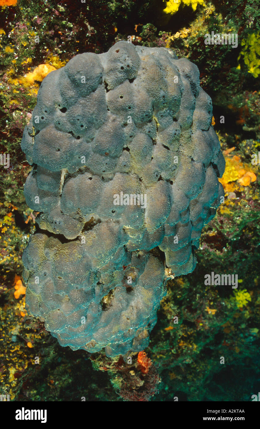 Spongia officinalis immagini e fotografie stock ad alta risoluzione - Alamy