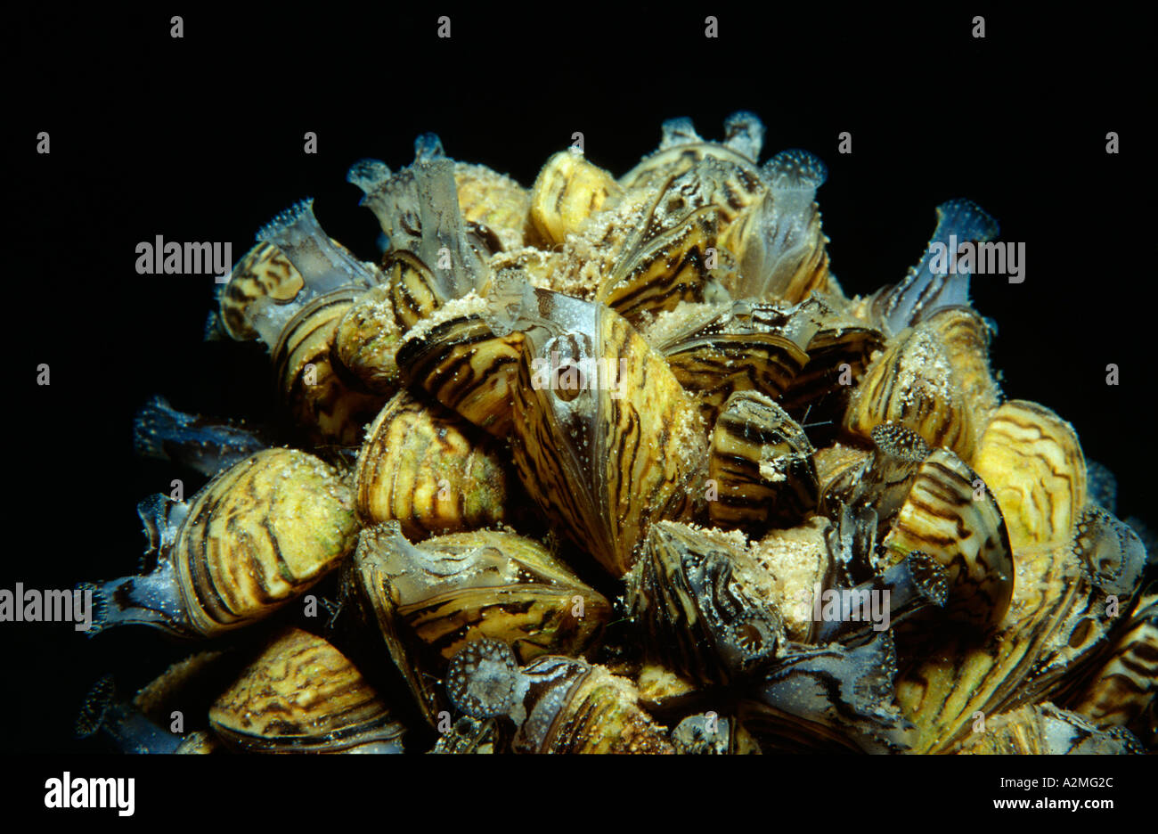Zebra cozza dreissena polymorpha immagini e fotografie stock ad alta ...