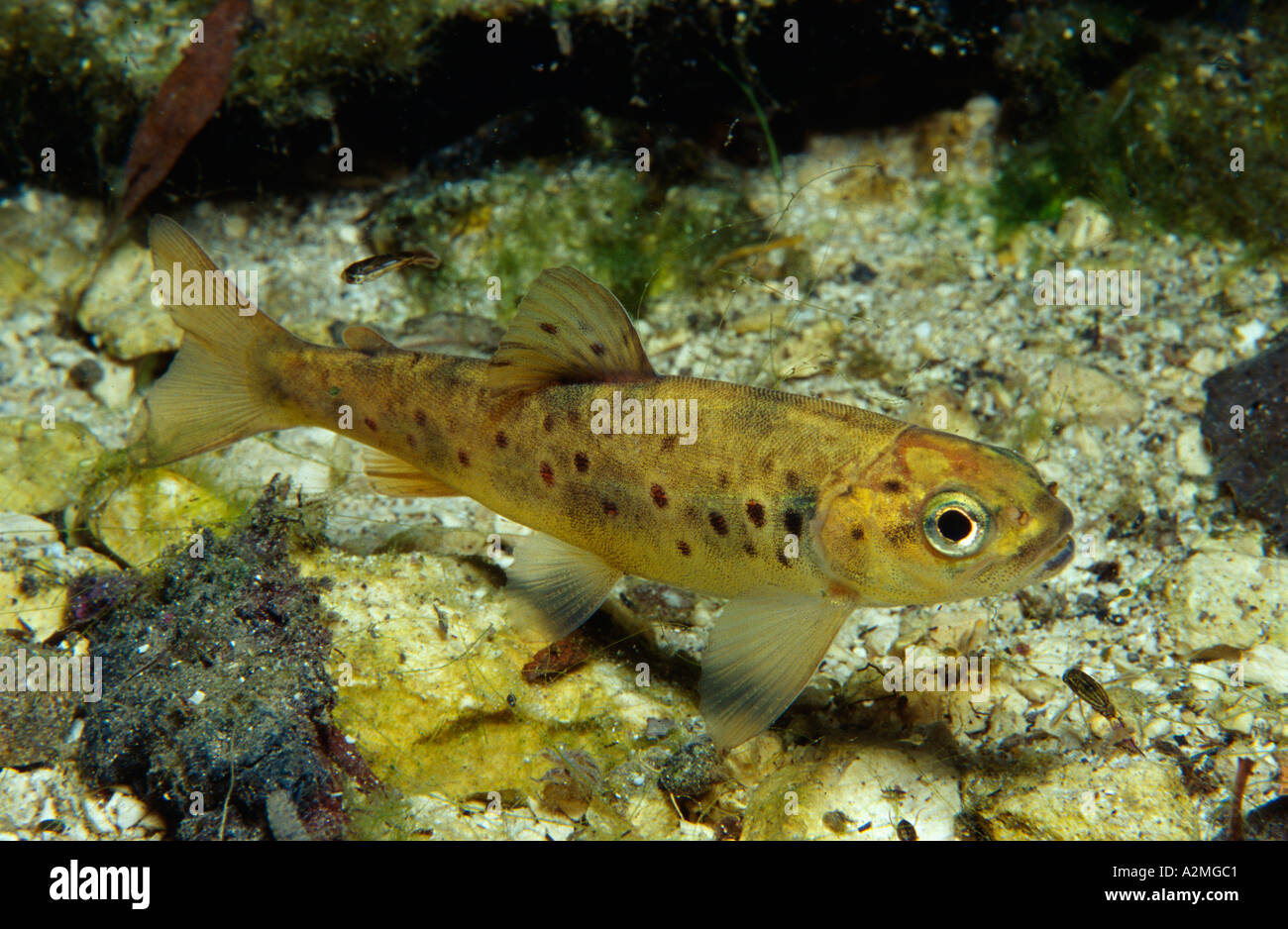 Salmo trutta morpha fario immagini e fotografie stock ad alta ...