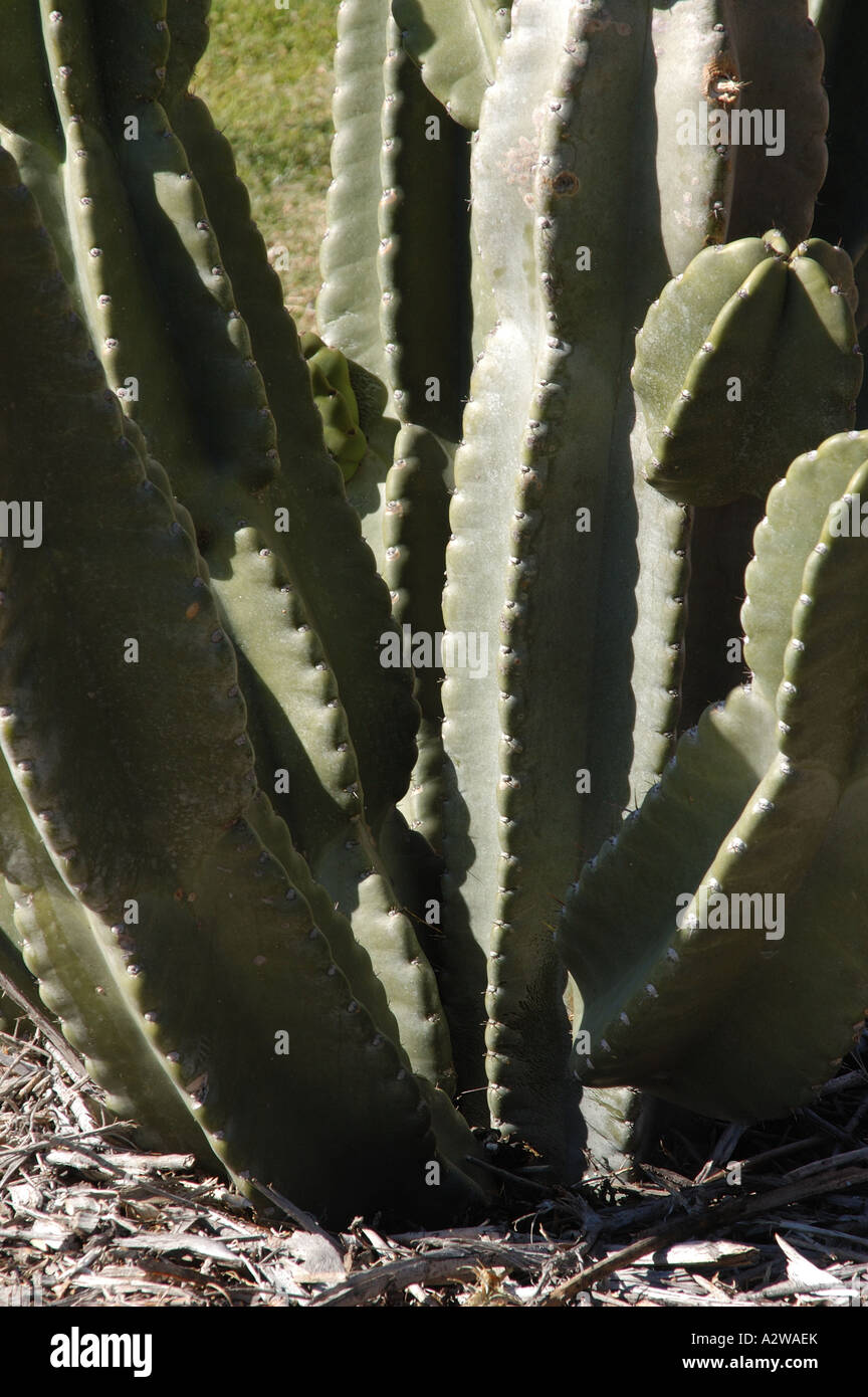 Pianta cactacea immagini e fotografie stock ad alta risoluzione - Alamy