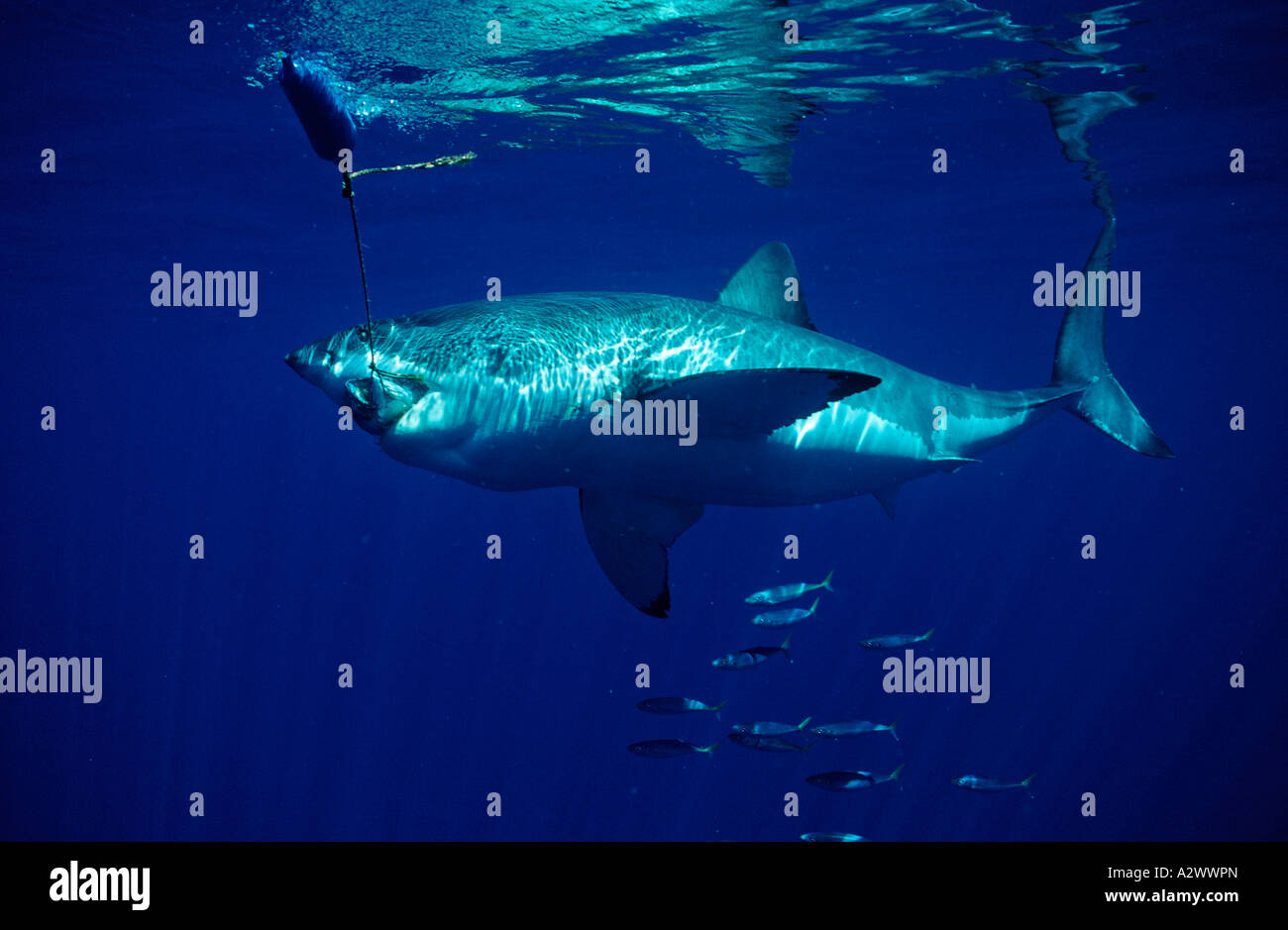 Il grande squalo bianco mangiare pesce Carcharodon carcharias USA ...