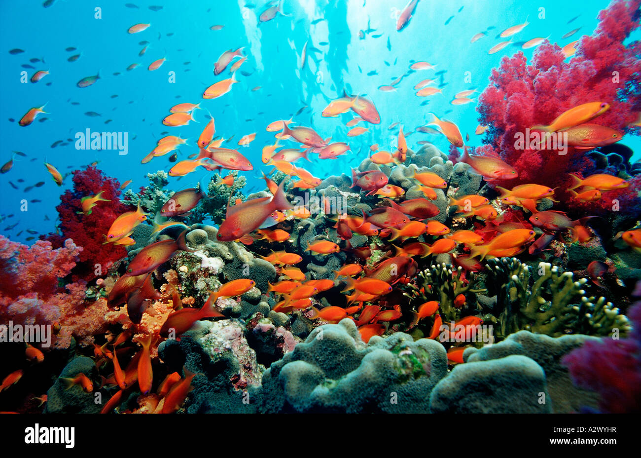 Harem bandiera Basslet e barriera corallina Pseudanthias squamipinnis ...