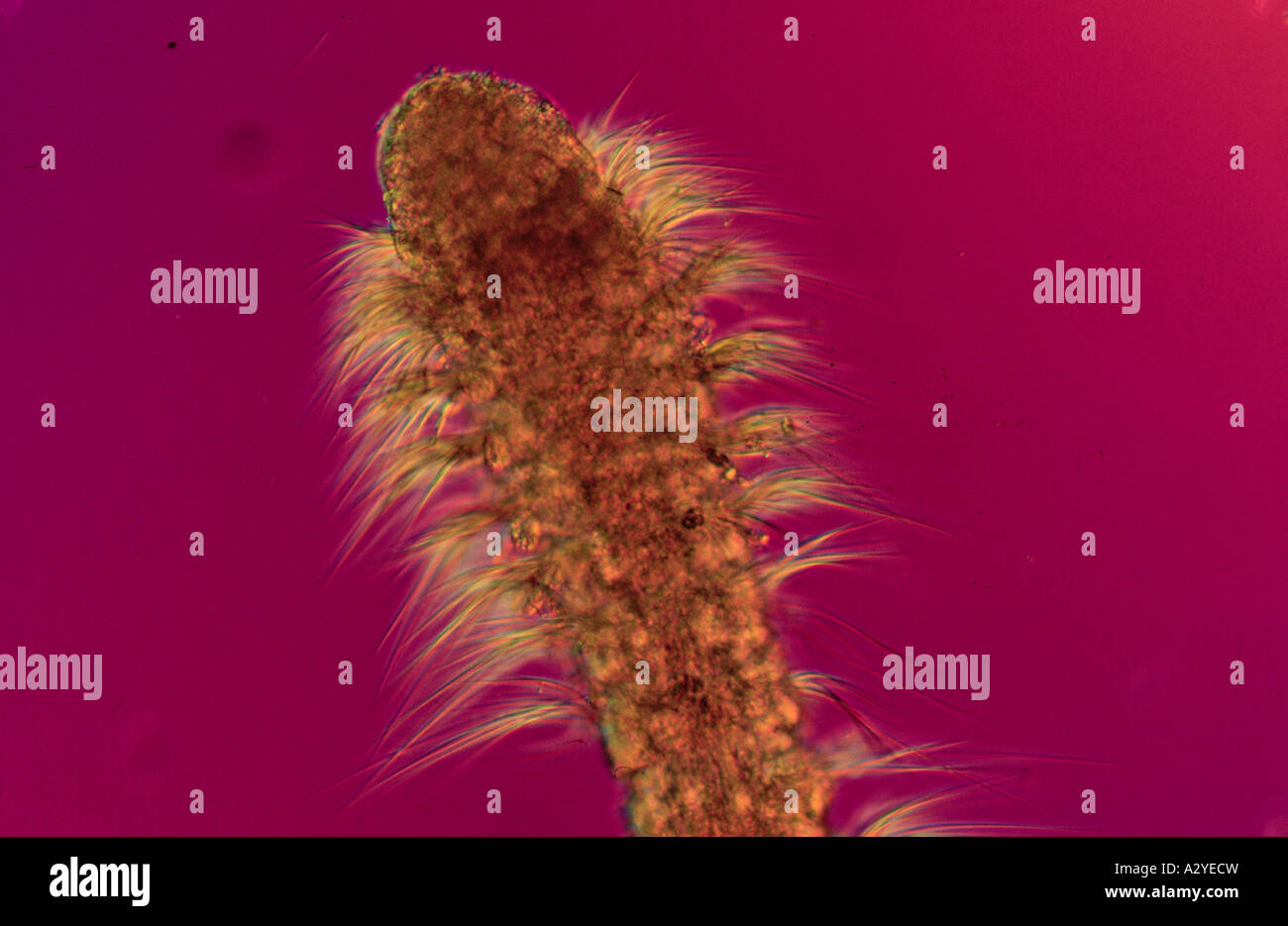 Anellide polichete immagini e fotografie stock ad alta risoluzione - Alamy