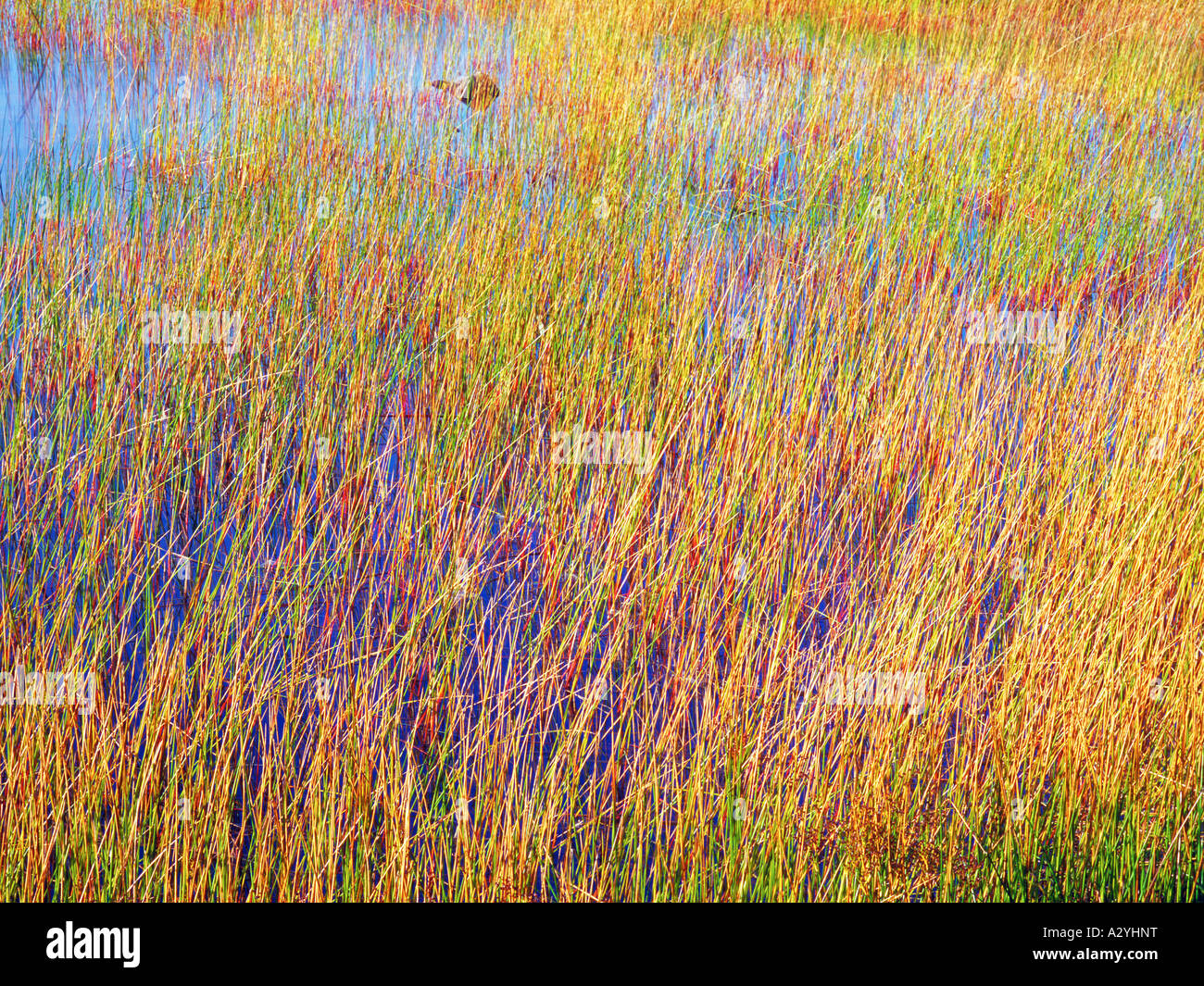 Sole rosso giunchi immagini e fotografie stock ad alta risoluzione - Alamy