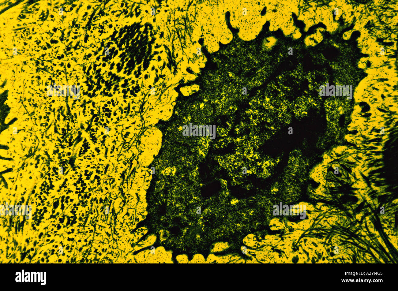 Cellula ossea immagini e fotografie stock ad alta risoluzione - Alamy