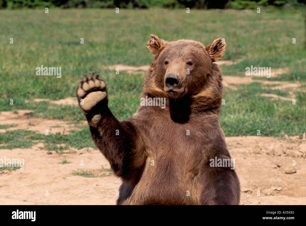 Kodiak Bear aka Alaskan Orso grizzly e Alaska l'orso bruno (Ursus ...