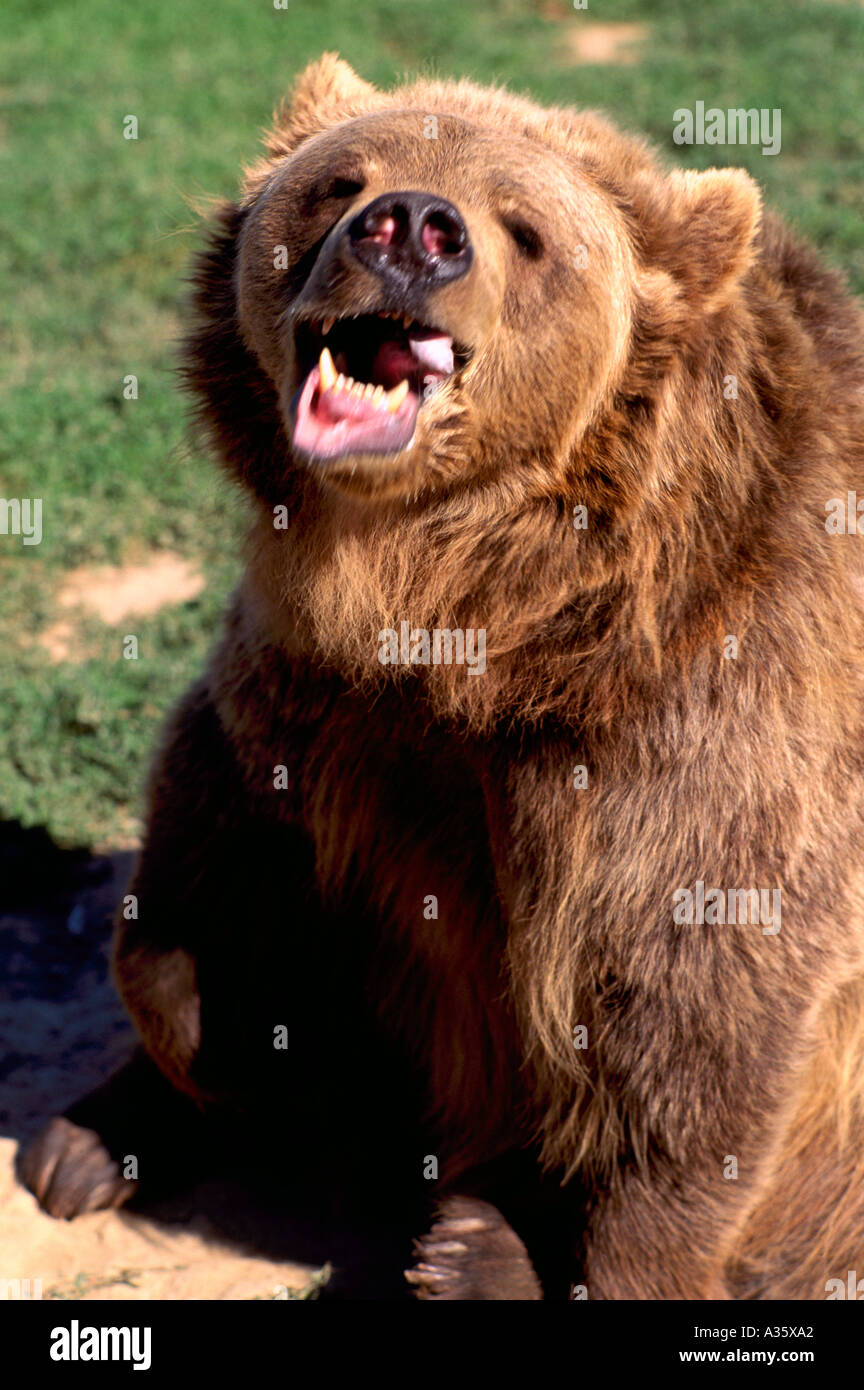 Kodiak Bear aka Alaskan Orso grizzly e Alaska l'orso bruno (Ursus ...