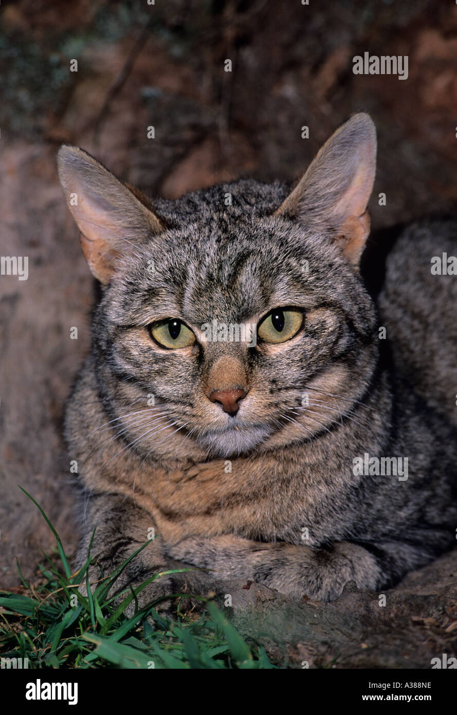 African wildcat felis silvestris lybica immagini e fotografie stock ad ...