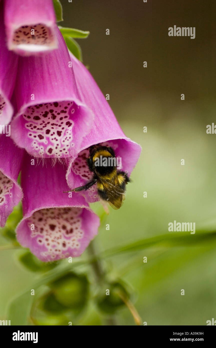 Ape addome immagini e fotografie stock ad alta risoluzione - Alamy