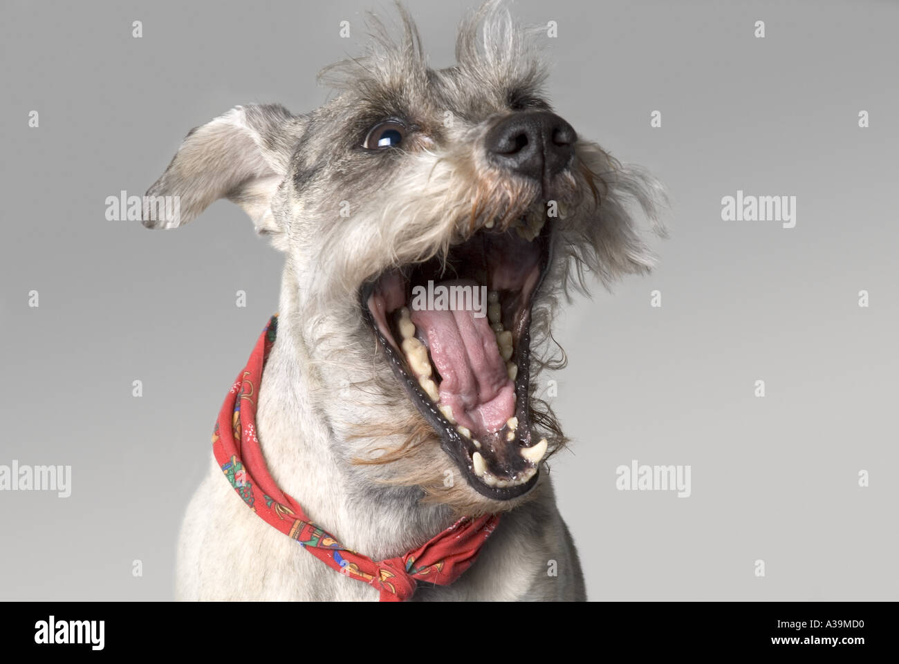 Calpestare il cane immagini e fotografie stock ad alta risoluzione - Alamy