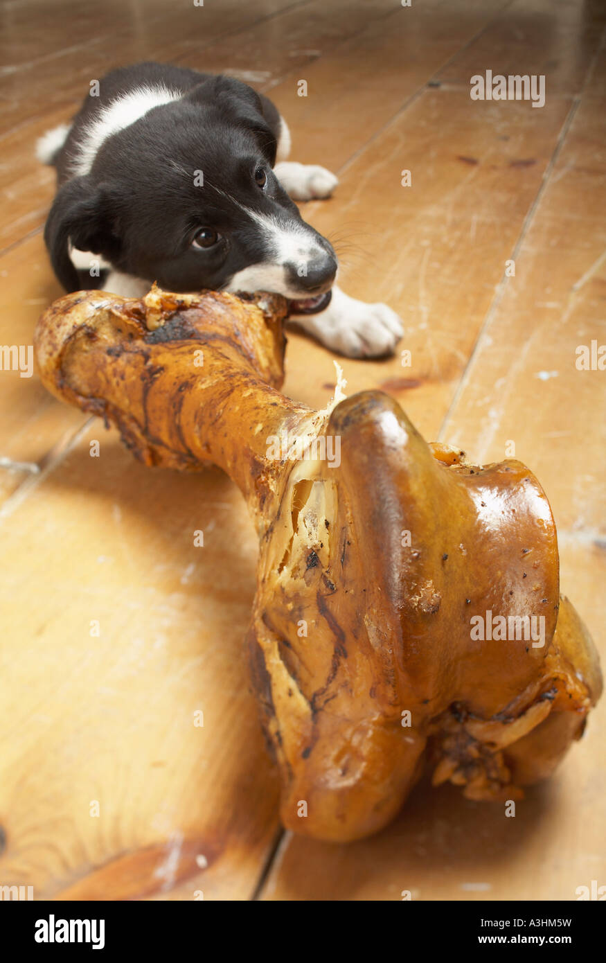 Osso Per Cane Immagini e Fotos Stock - Alamy