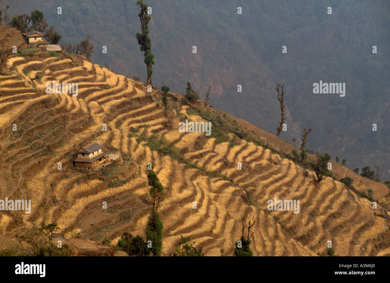 Chomrong village immagini e fotografie stock ad alta risoluzione - Alamy