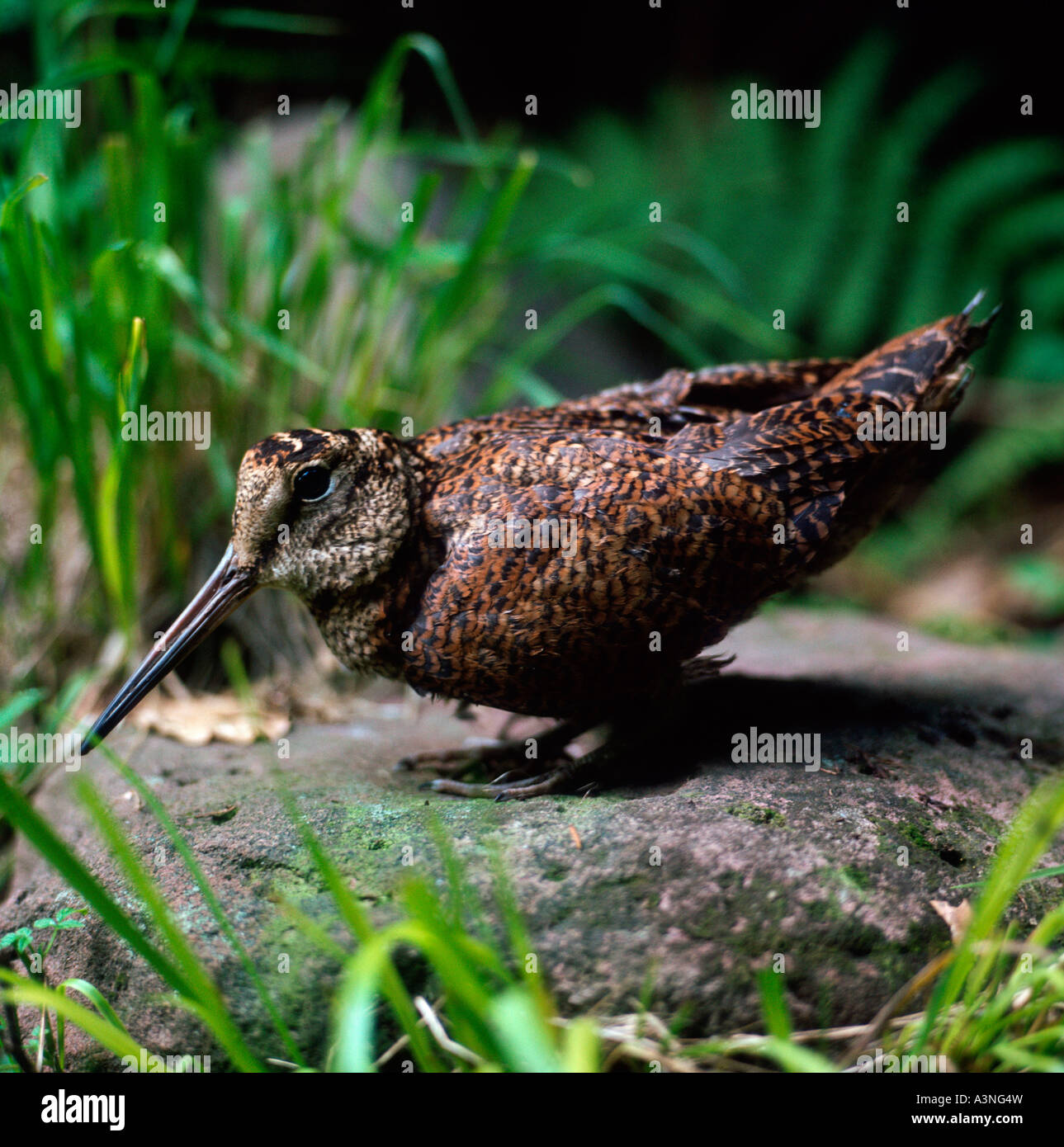 Beccaccia euroasiatica immagini e fotografie stock ad alta risoluzione ...