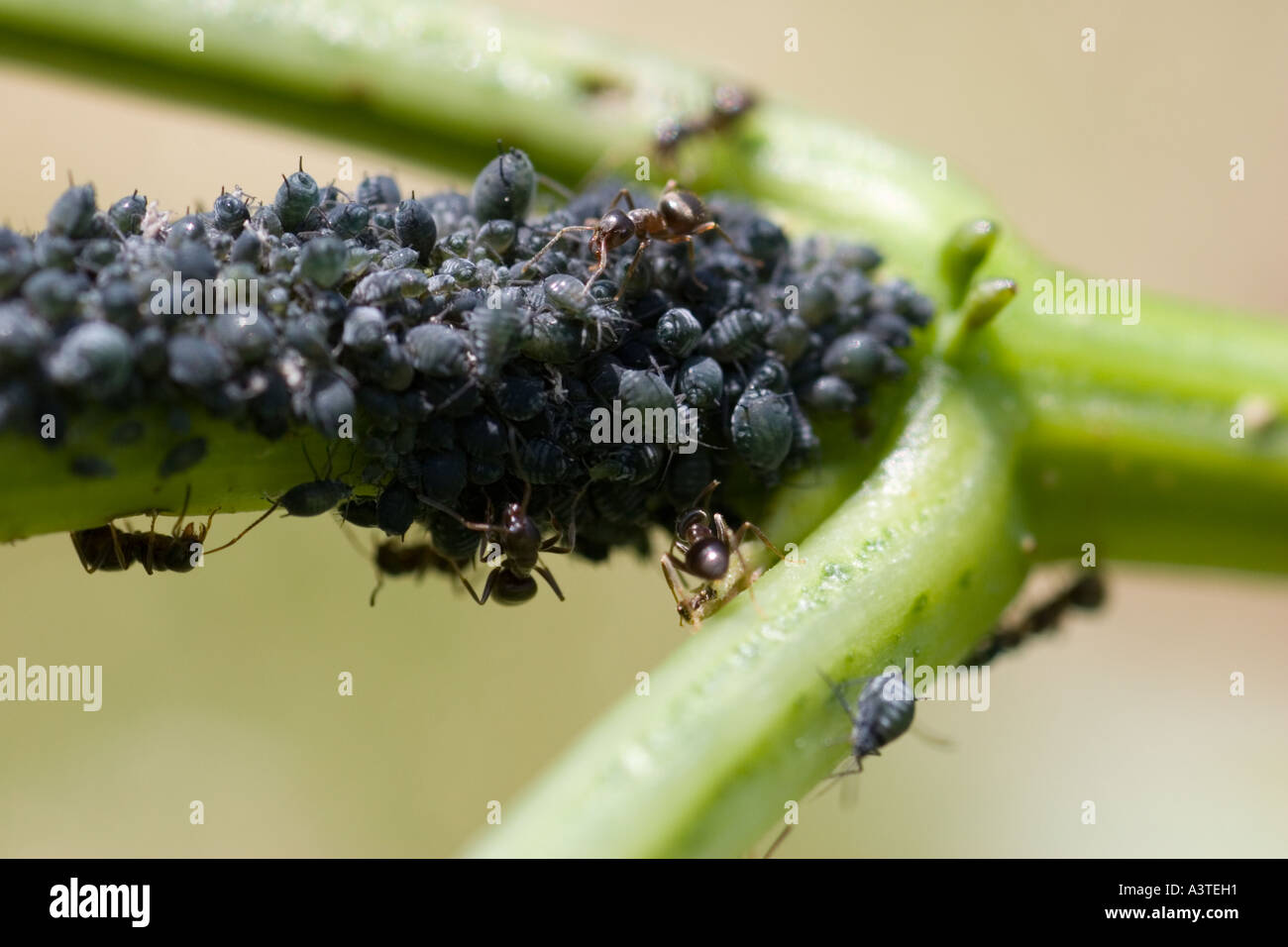 Simbiosi di afidi e formiche immagini e fotografie stock ad alta ...