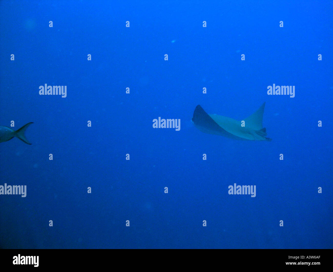 Cownose rays immagini e fotografie stock ad alta risoluzione - Alamy