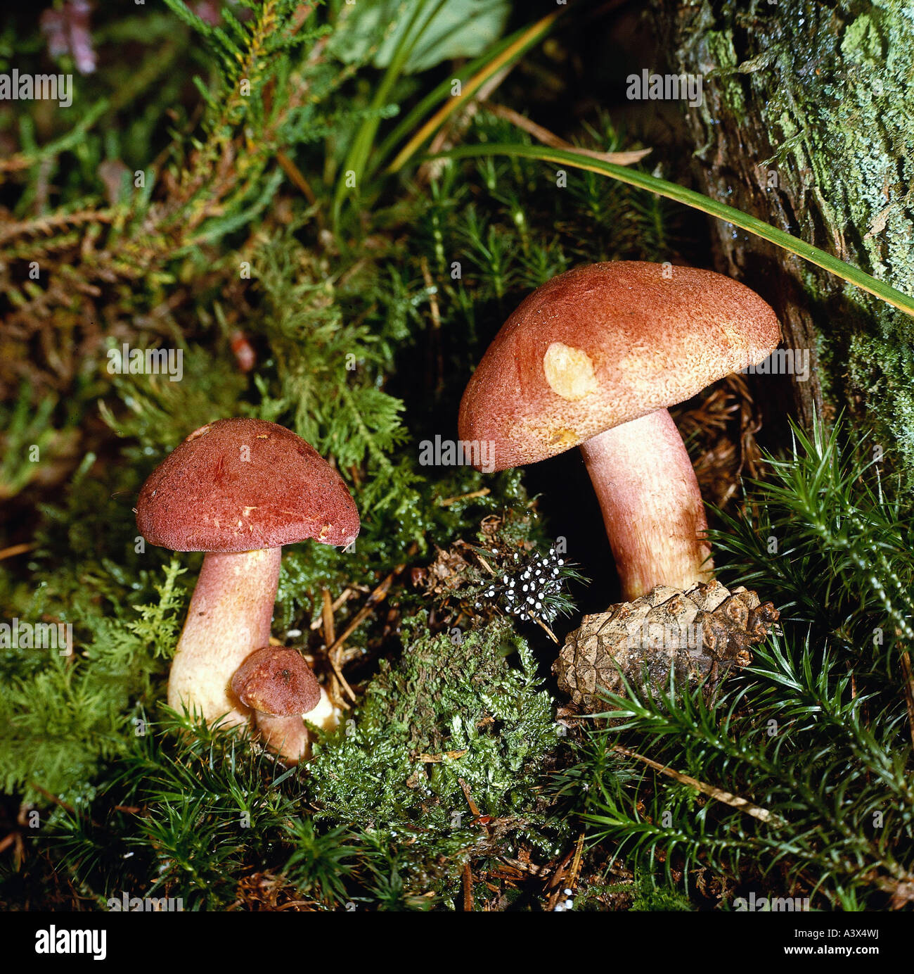 La botanica, Funghi, Funghi di pino, (tricholoma), Tricholoma aurantium ...