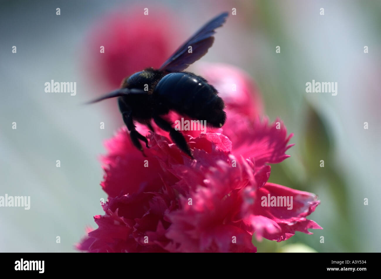 Ape nera immagini e fotografie stock ad alta risoluzione - Alamy