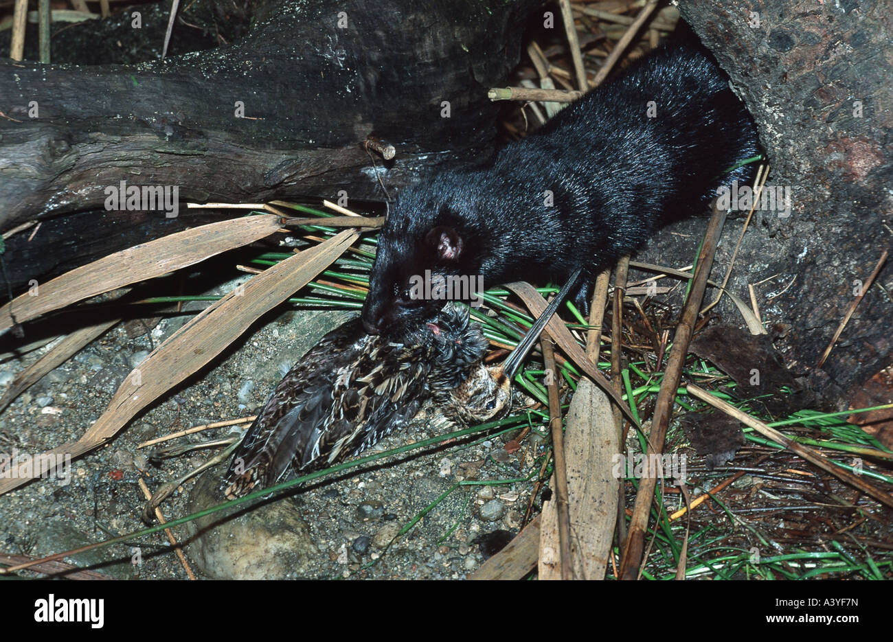 Visone predazione immagini e fotografie stock ad alta risoluzione - Alamy