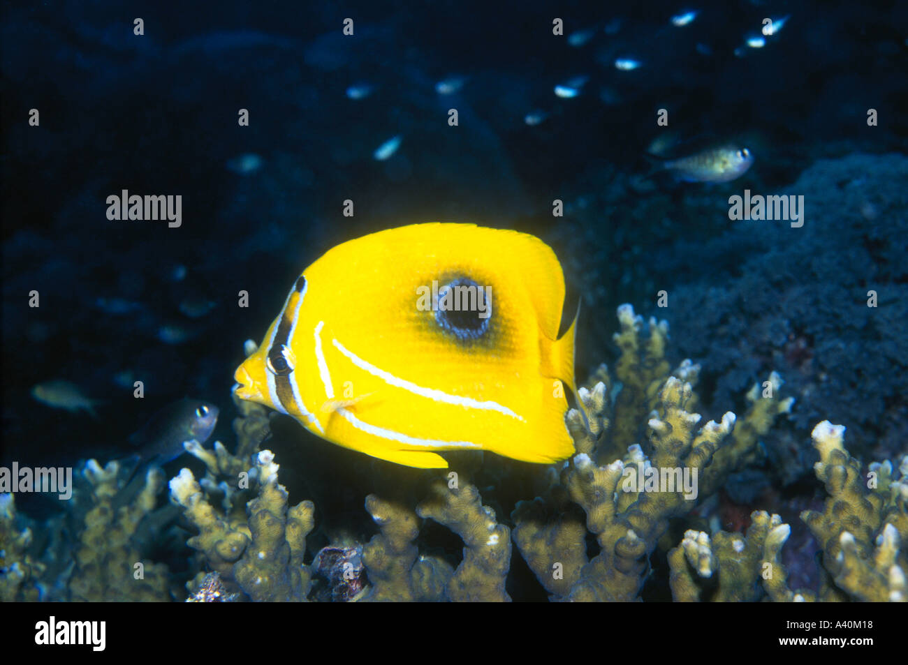 Bennetts butterflyfish immagini e fotografie stock ad alta risoluzione ...