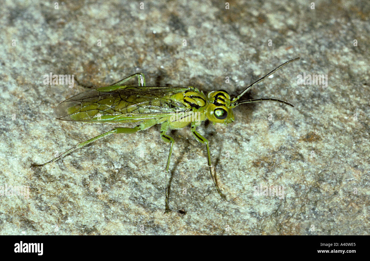 Rhogogaster viridis immagini e fotografie stock ad alta risoluzione - Alamy