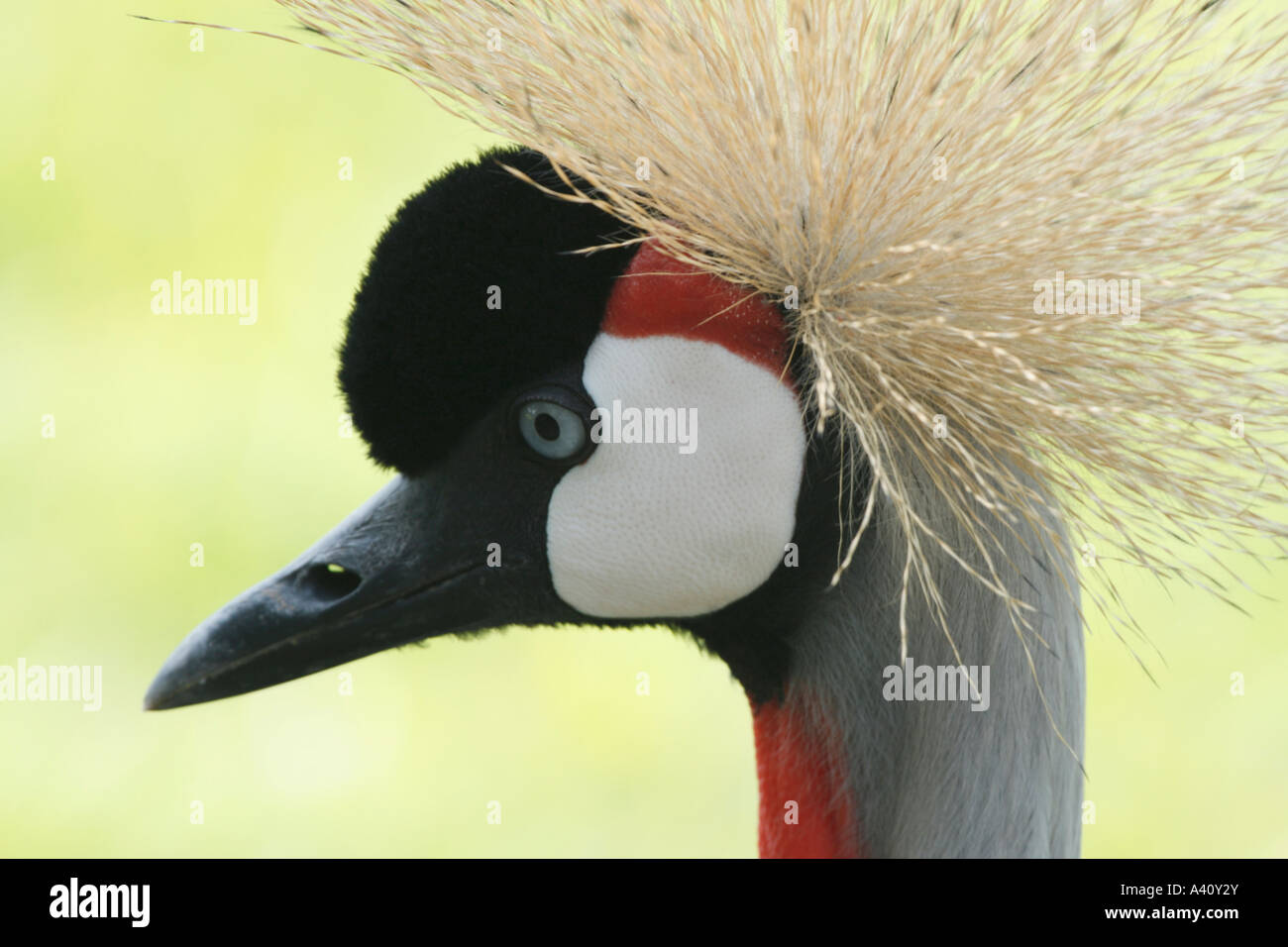 Gru crestata gialla immagini e fotografie stock ad alta risoluzione - Alamy