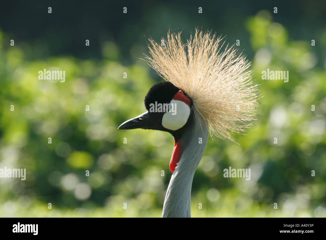Gru crestata gialla immagini e fotografie stock ad alta risoluzione - Alamy