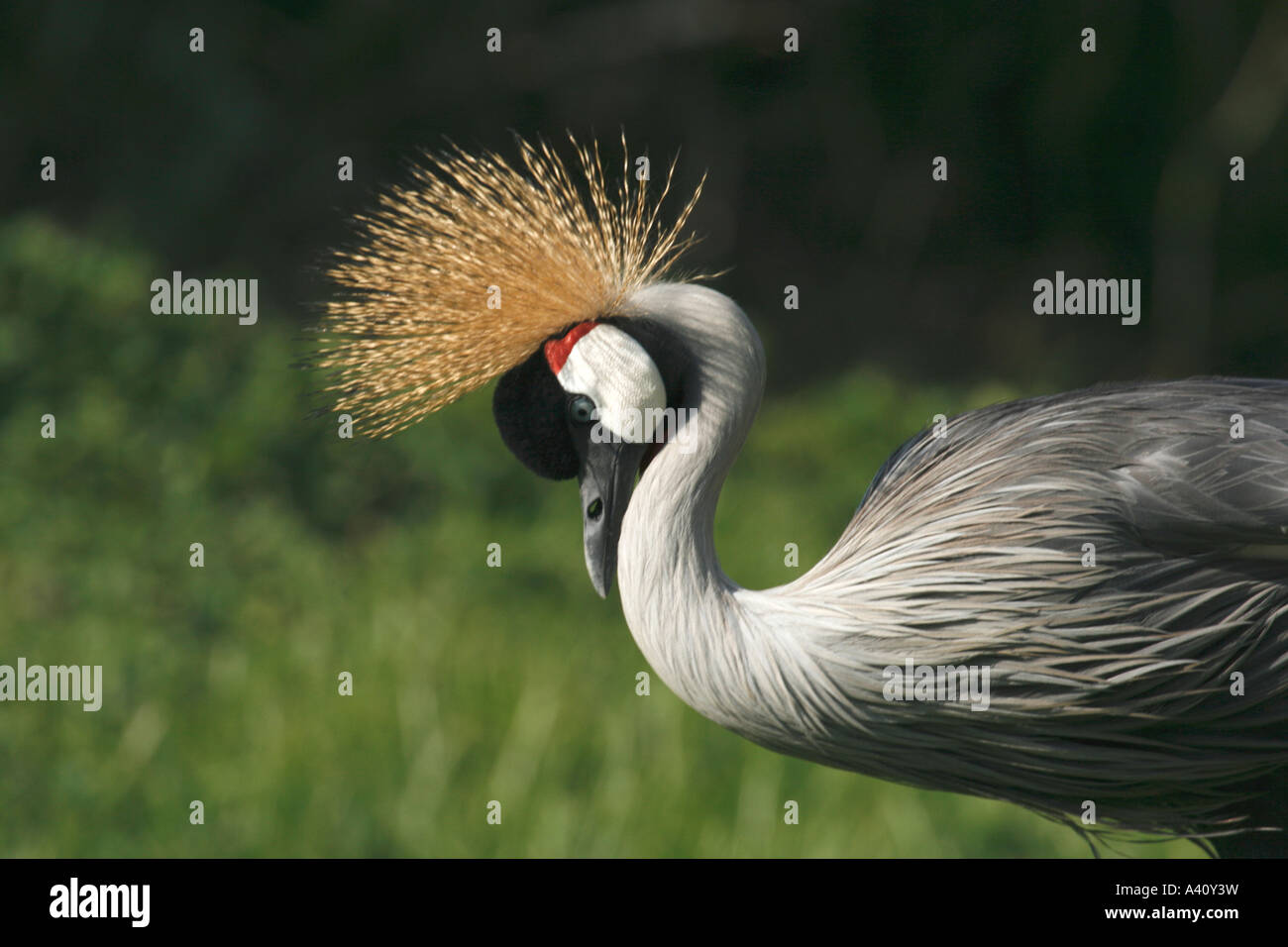 Gru crestata gialla immagini e fotografie stock ad alta risoluzione - Alamy