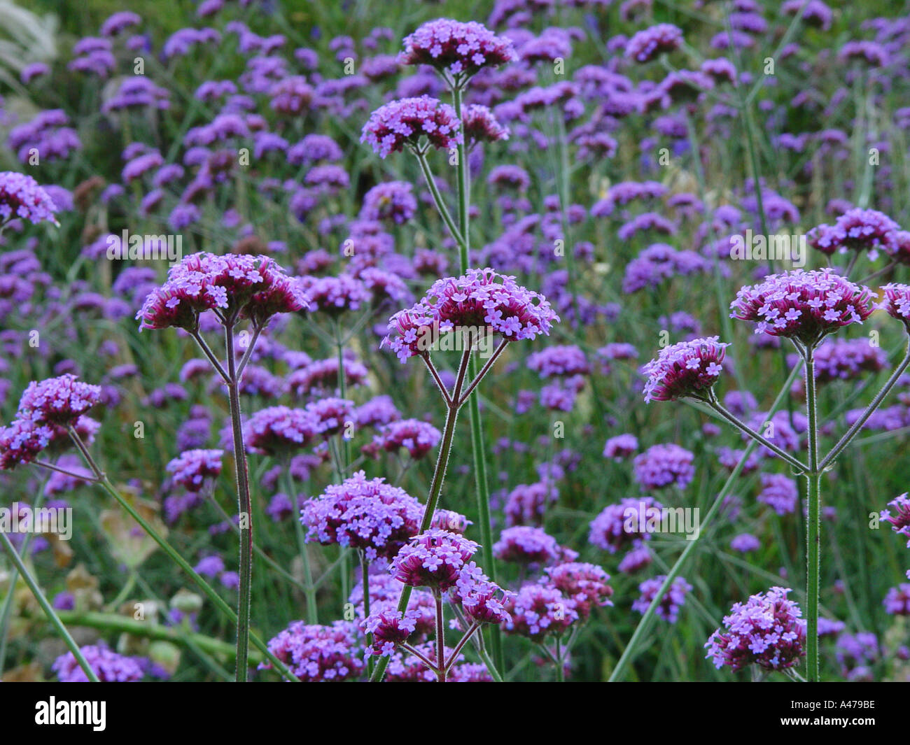 Verbena bonariensis in border immagini e fotografie stock ad alta ...