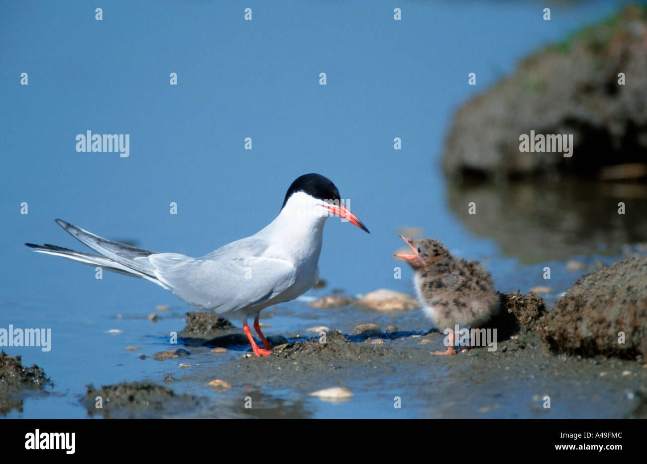 Pulcino di sterna comune immagini e fotografie stock ad alta ...