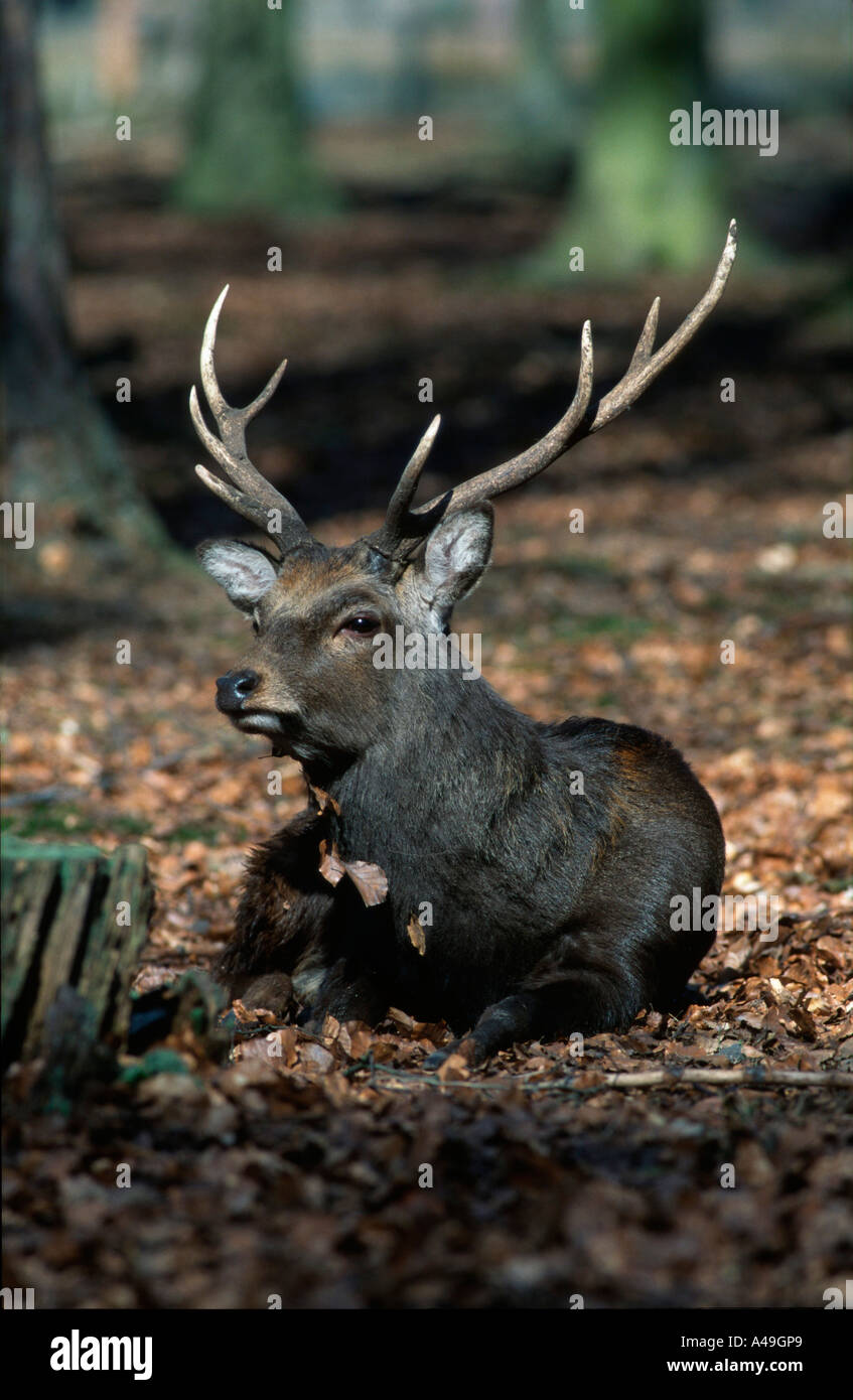 Sika hirsch immagini e fotografie stock ad alta risoluzione - Alamy