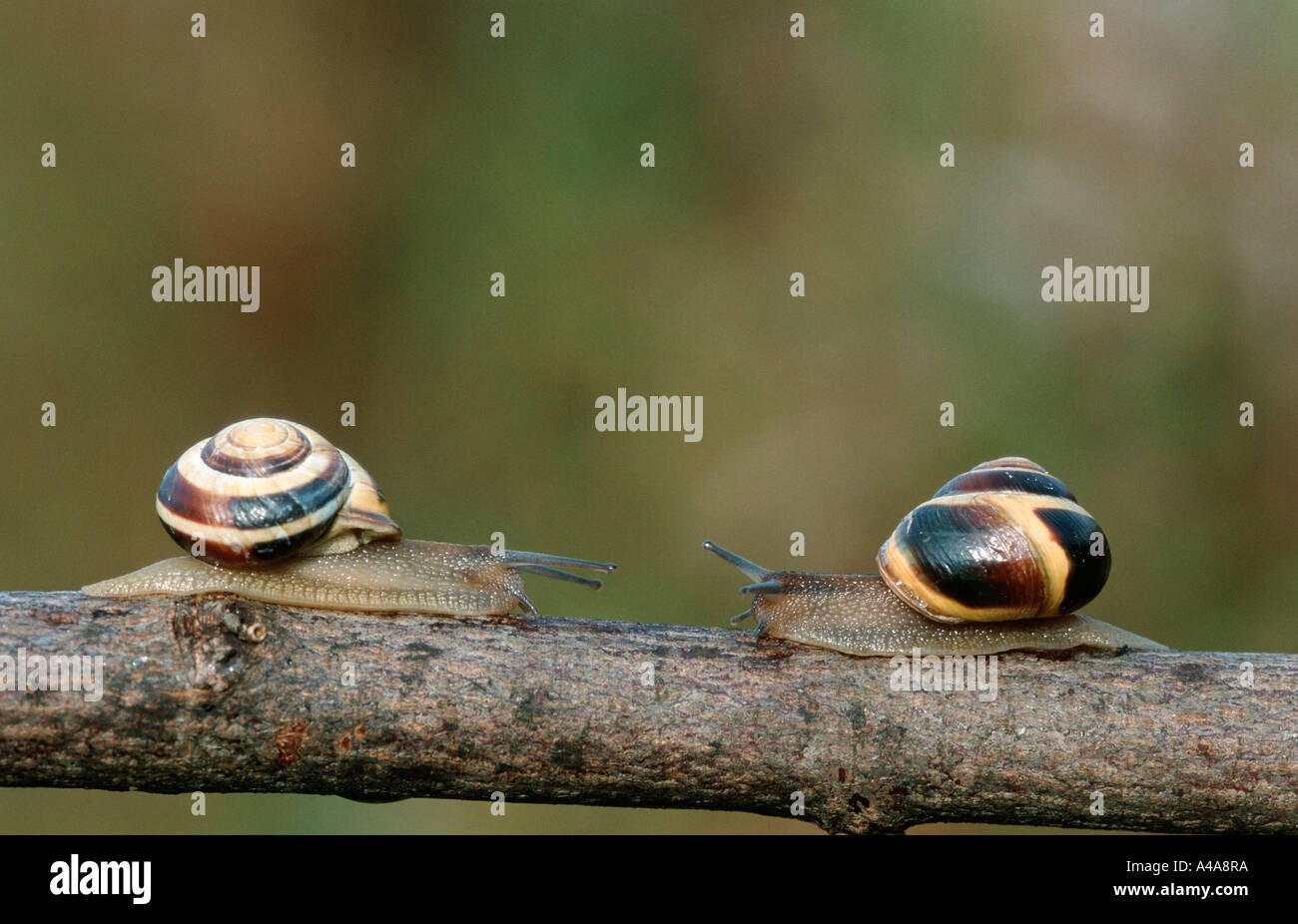 Lumaca a bande più grandi immagini e fotografie stock ad alta ...