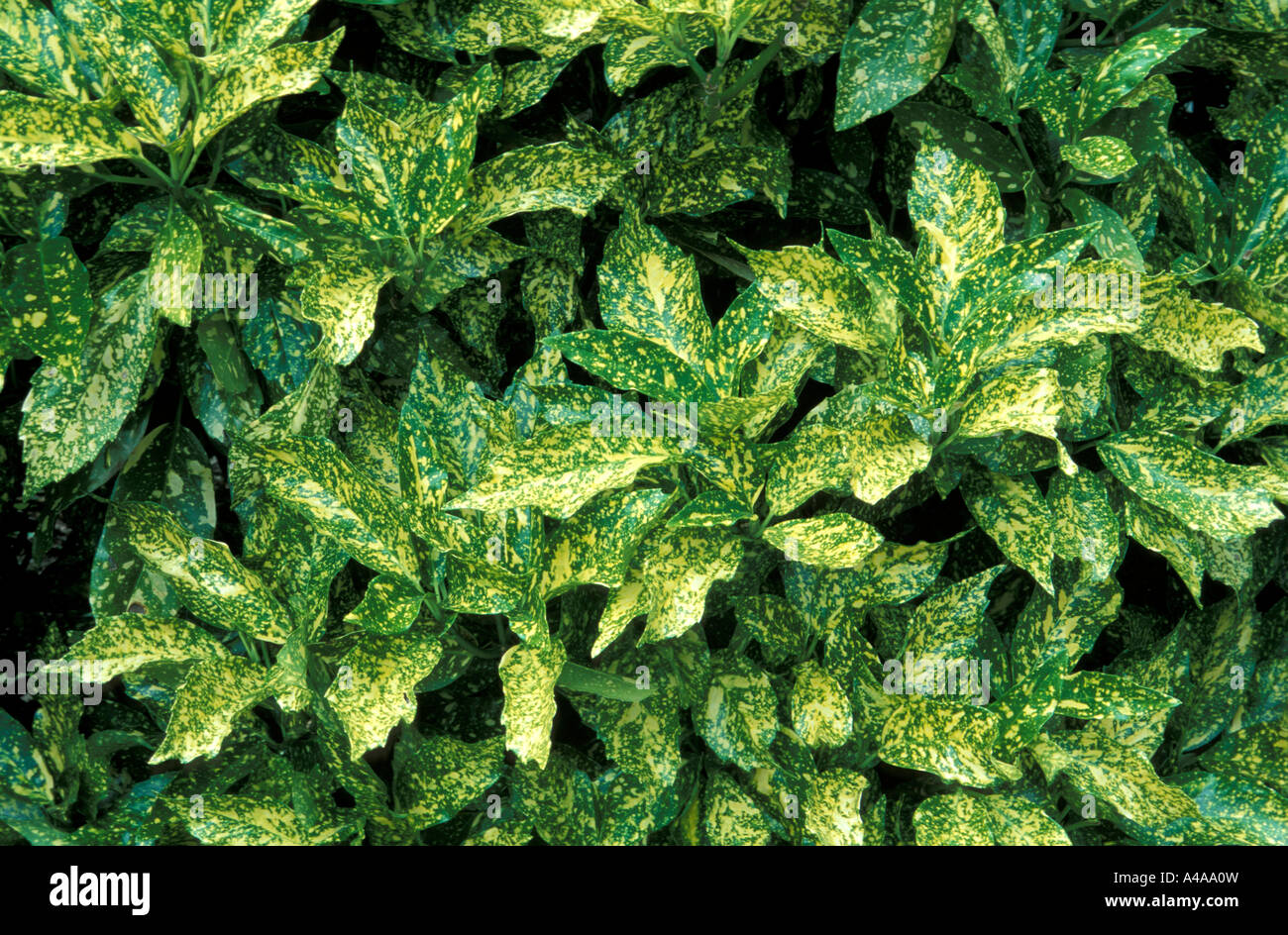 Aucuba japonica crotonifolia immagini e fotografie stock ad alta ...
