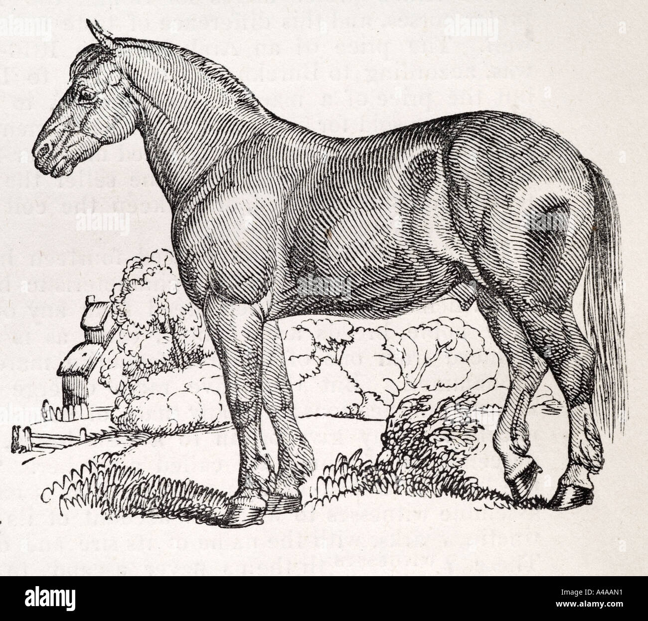 Cart horse immagini e fotografie stock ad alta risoluzione - Alamy