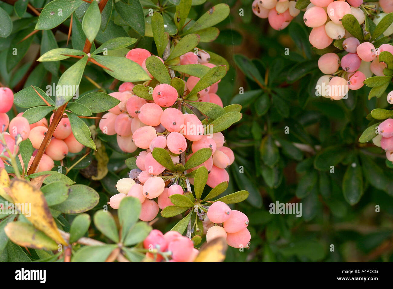 Berberis sp immagini e fotografie stock ad alta risoluzione - Alamy