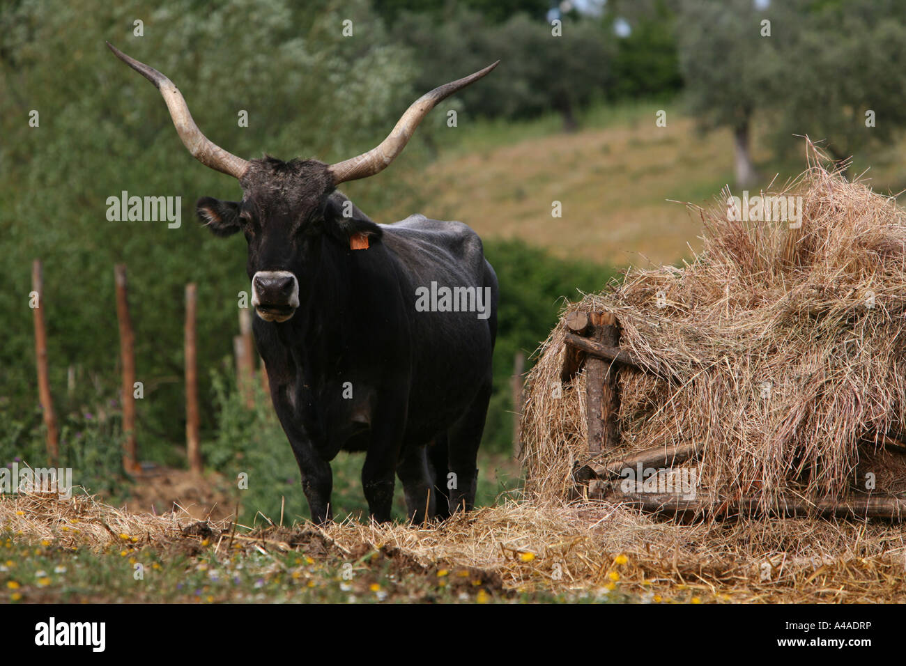 Vacca maremmana immagini e fotografie stock ad alta risoluzione - Alamy