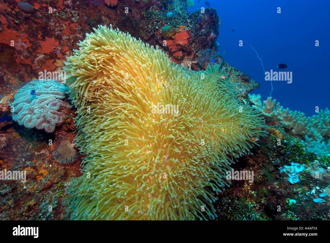 Stichodactyla gigantea immagini e fotografie stock ad alta risoluzione ...