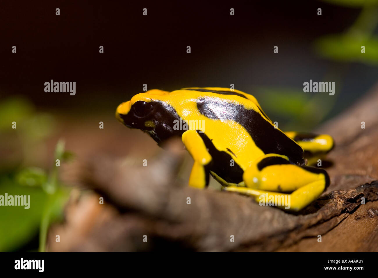 Freccia rane velenose immagini e fotografie stock ad alta risoluzione ...