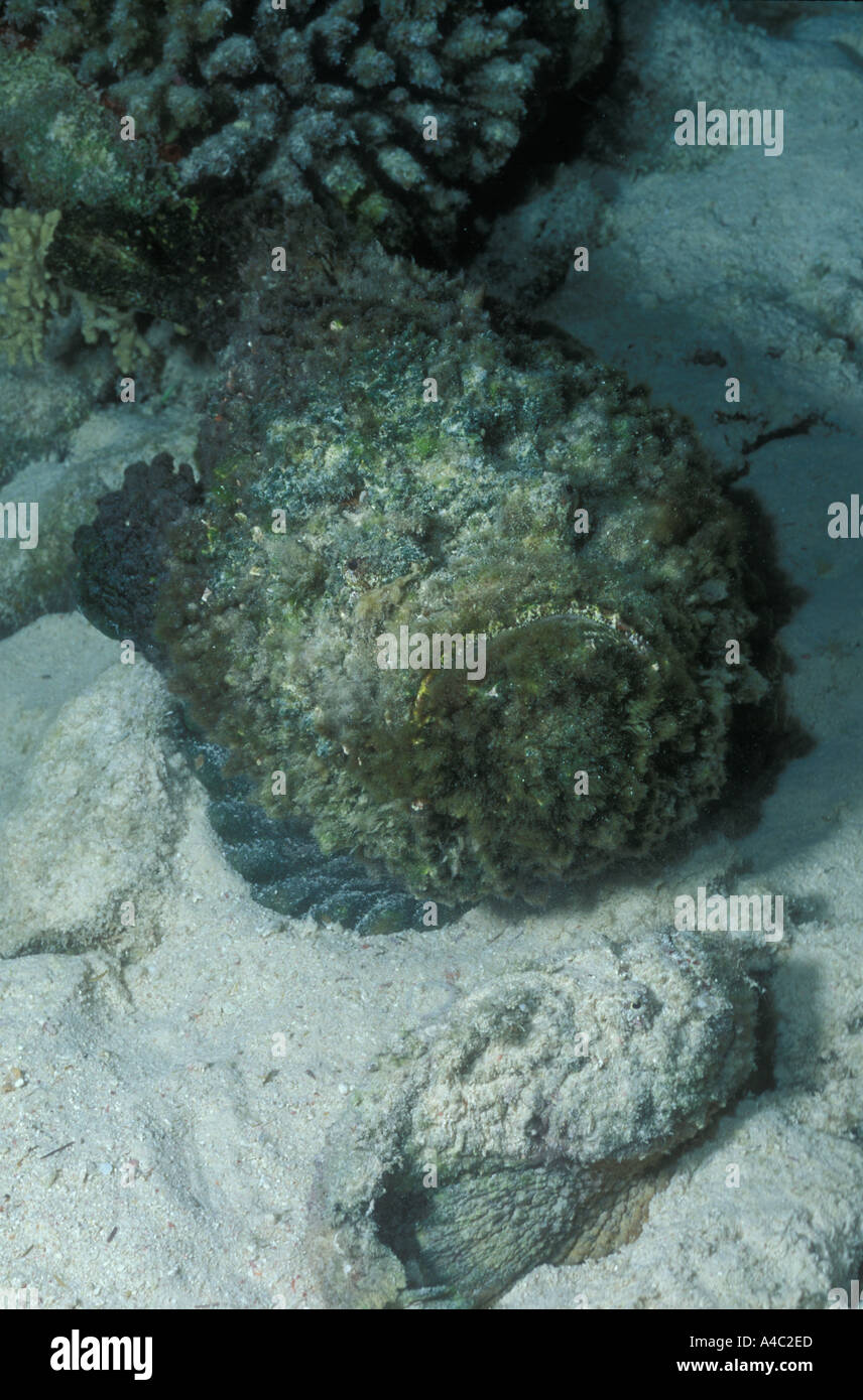 Pesce pietra velenoso immagini e fotografie stock ad alta risoluzione ...