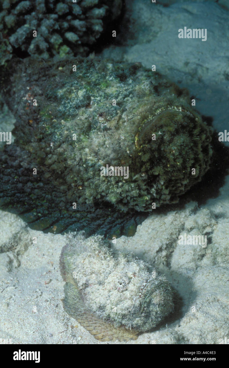 Pesce pietra velenoso immagini e fotografie stock ad alta risoluzione ...