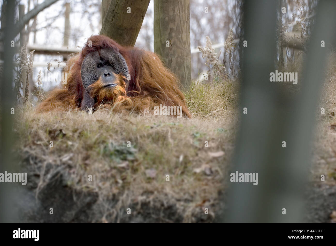 Maschio irsuto immagini e fotografie stock ad alta risoluzione - Alamy