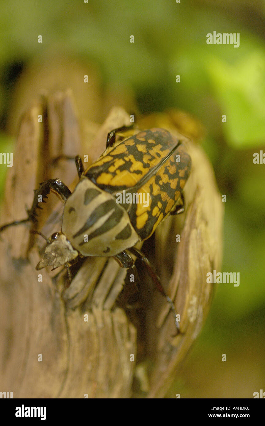 Flower Beetle Stephanorrhina princeps Tanzania Africa insetto colorato ...