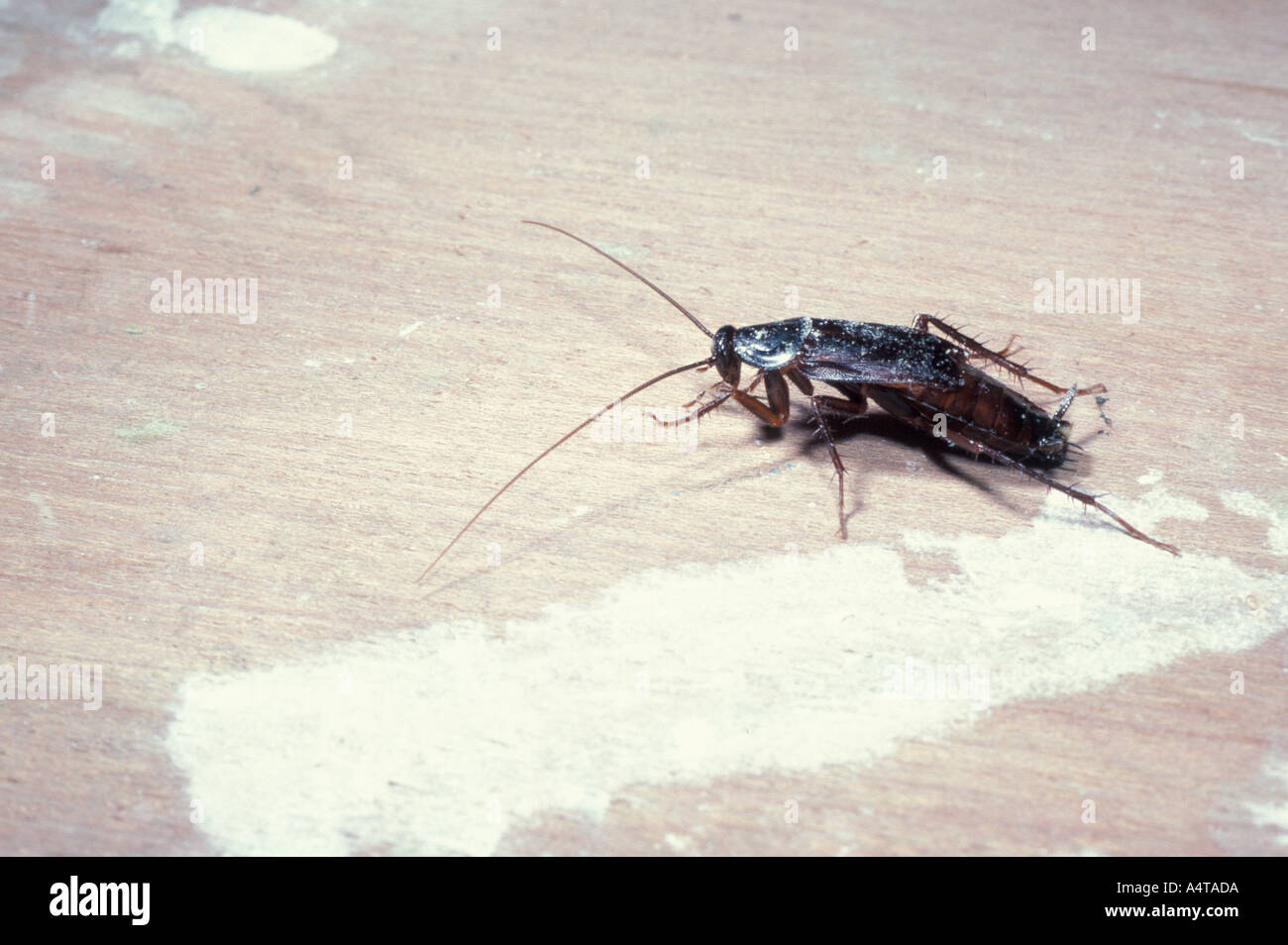 Scarafaggio comune immagini e fotografie stock ad alta risoluzione - Alamy