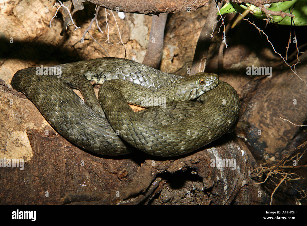 Viperine water snakes natrix maura immagini e fotografie stock ad alta ...