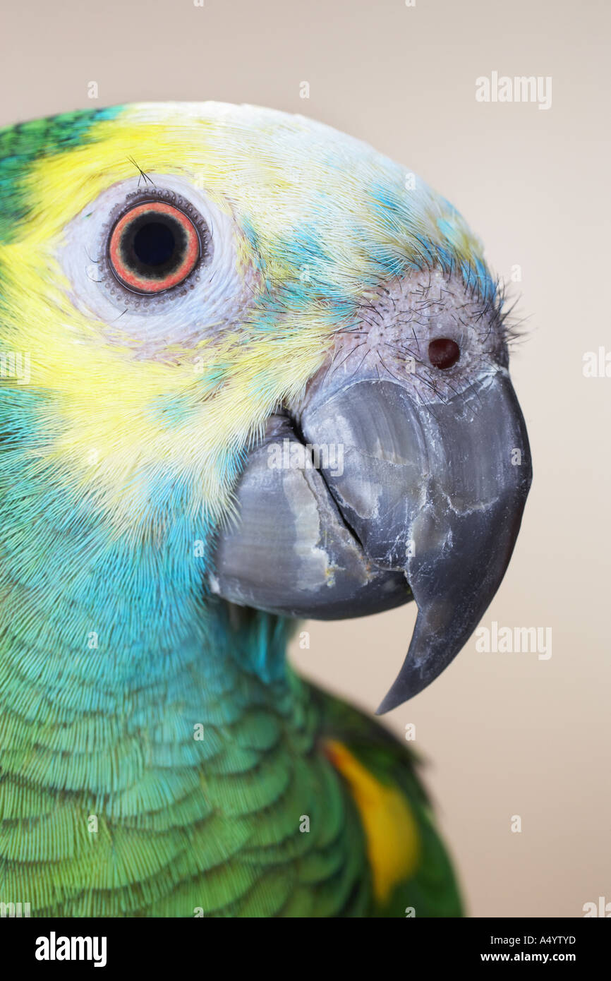 Anatomia del pappagallo immagini e fotografie stock ad alta risoluzione ...