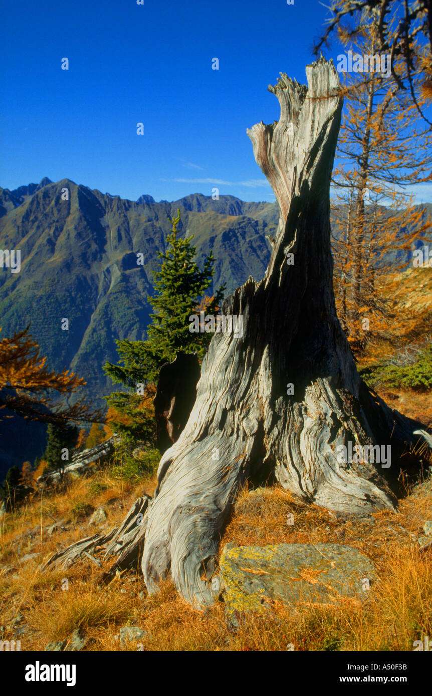 Mountain tronco immagini e fotografie stock ad alta risoluzione - Alamy