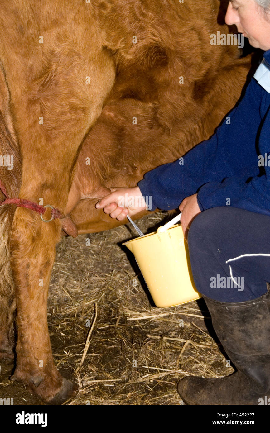 Mungere una mucca a mano immagini e fotografie stock ad alta ...