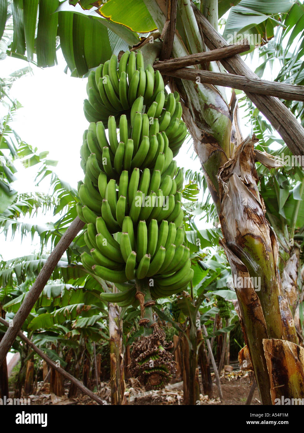 Allegato alla banana immagini e fotografie stock ad alta risoluzione ...