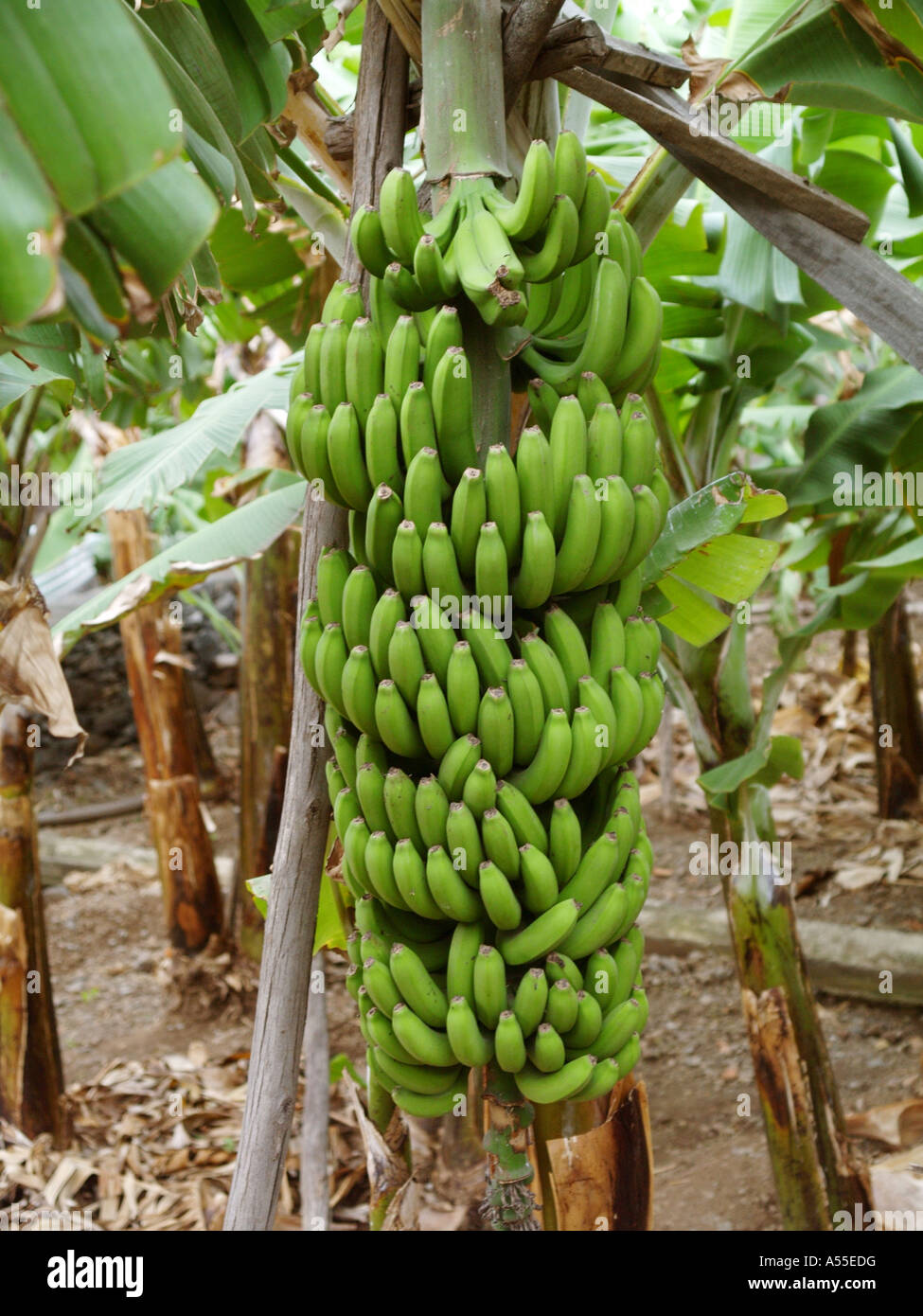 Allegato alla banana immagini e fotografie stock ad alta risoluzione ...